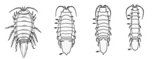 REGNUM ANIMALIA - Subregnum Metazoa, del 6, Arthropoda B; Crustacea ...