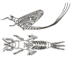 REGNUM ANIMALIA - Subregnum Metazoa del 8, Arthropoda D; Insecta I ...
